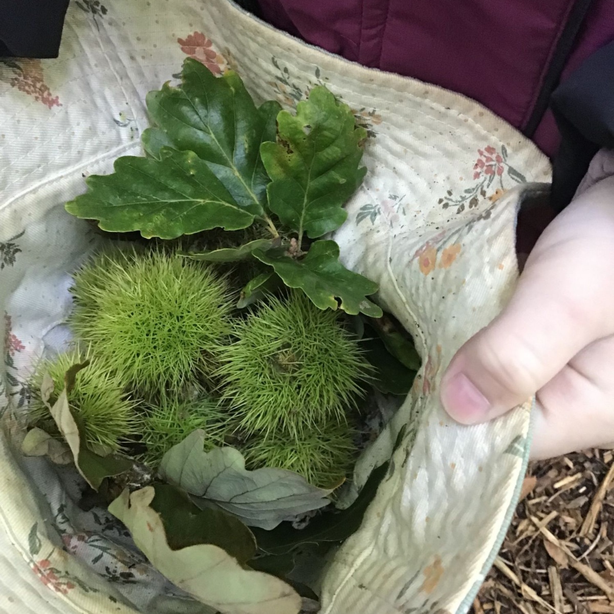 Colliers Green CofE Primary School - Meadow Browns - Bugs, Building ...